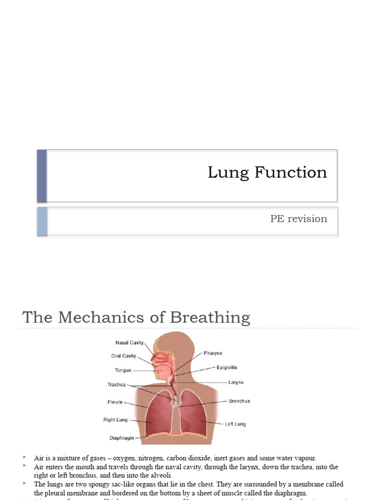 PE Lung Function | PDF | Breathing | Exhalation