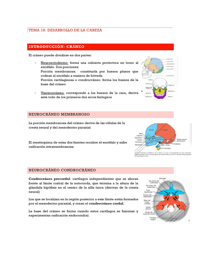 T18 Cabeza | PDF | Cráneo | Anatomía