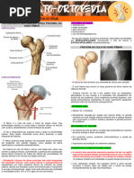 Cíngulo Do Membro Superior | PDF | Membros (anatomia) | Anatomia humana