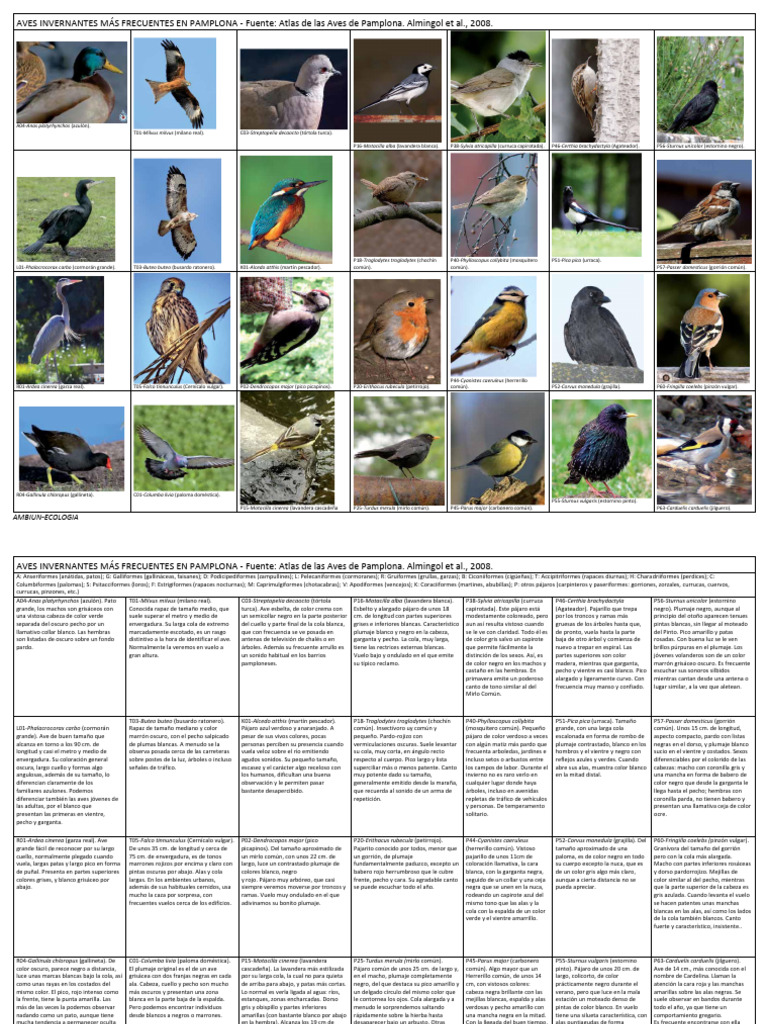 Guia Aves 2022 | PDF | Aves | Color