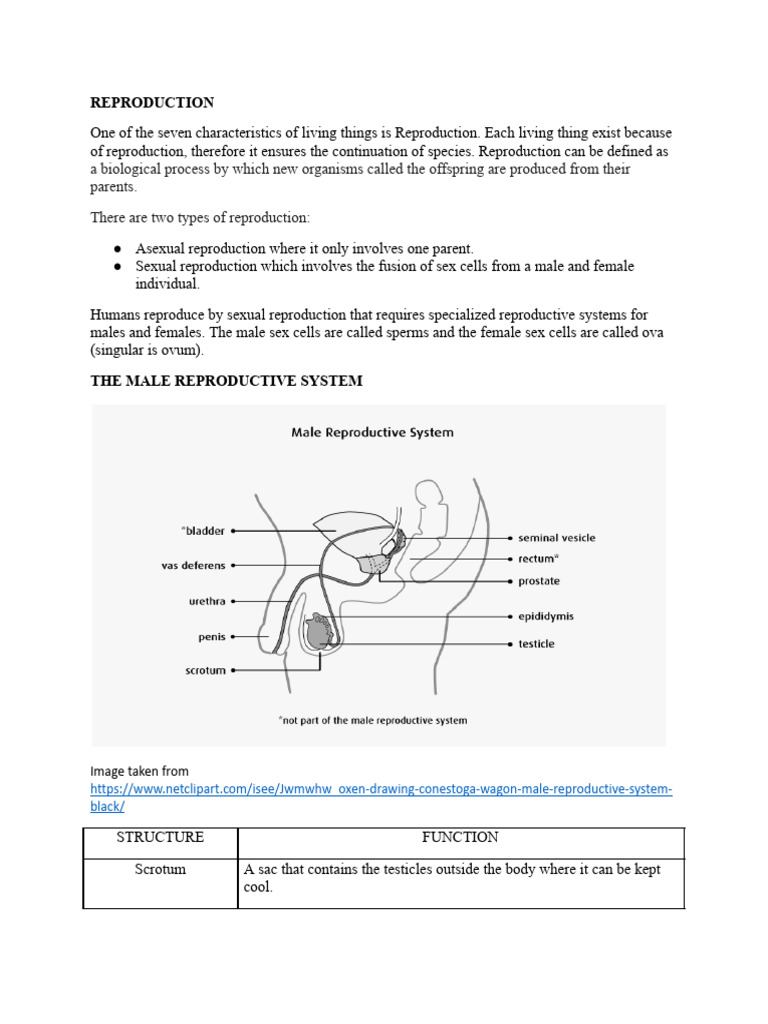Reproductive Systems in Humans | PDF | Reproductive System | Human ...