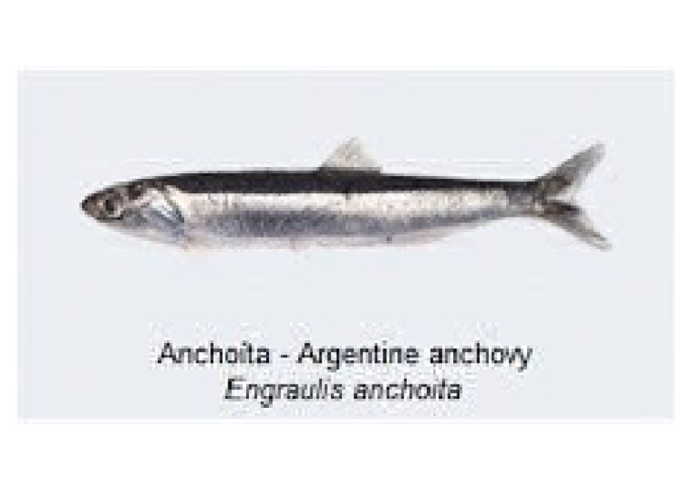 Anchoita | PDF