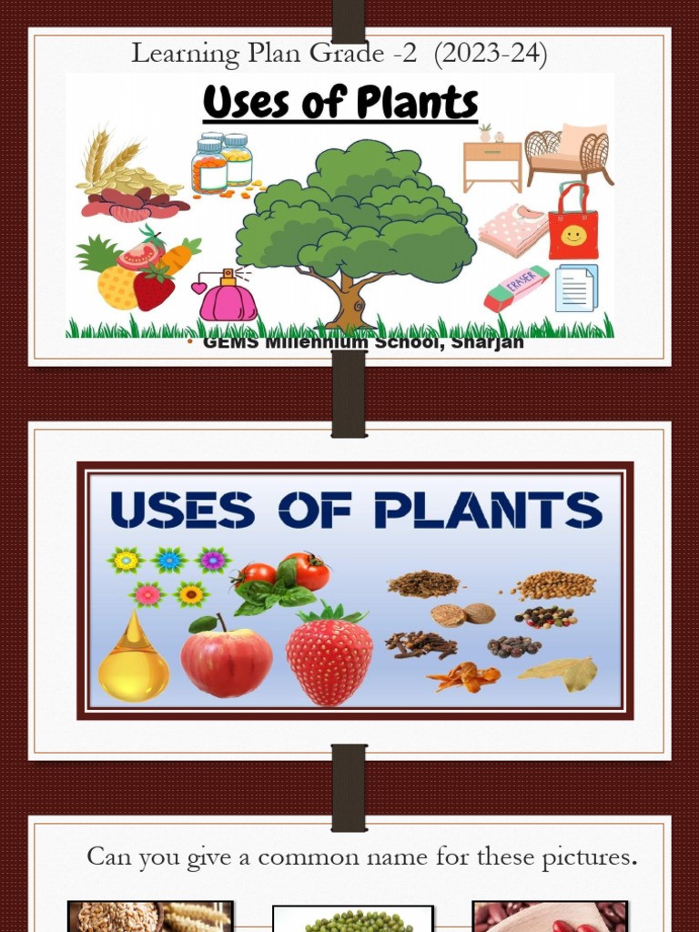 USES OF PLANTS - PPT 2 - 1 June | PDF