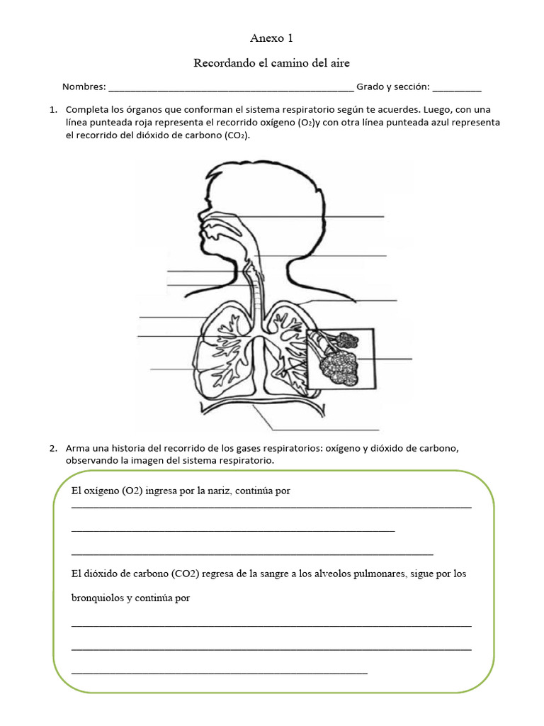 Ficha Sistema Respiratorio | Descargar gratis PDF | Sistema ...