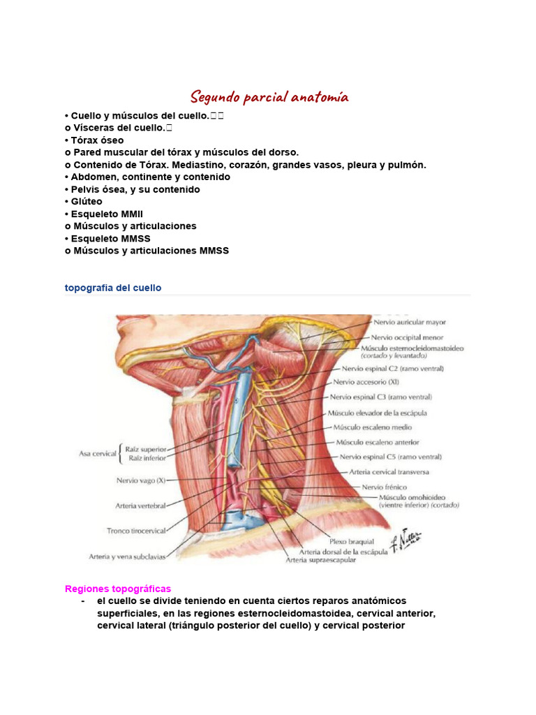 2do Parcial Anatomia | PDF | Abdomen | Laringe