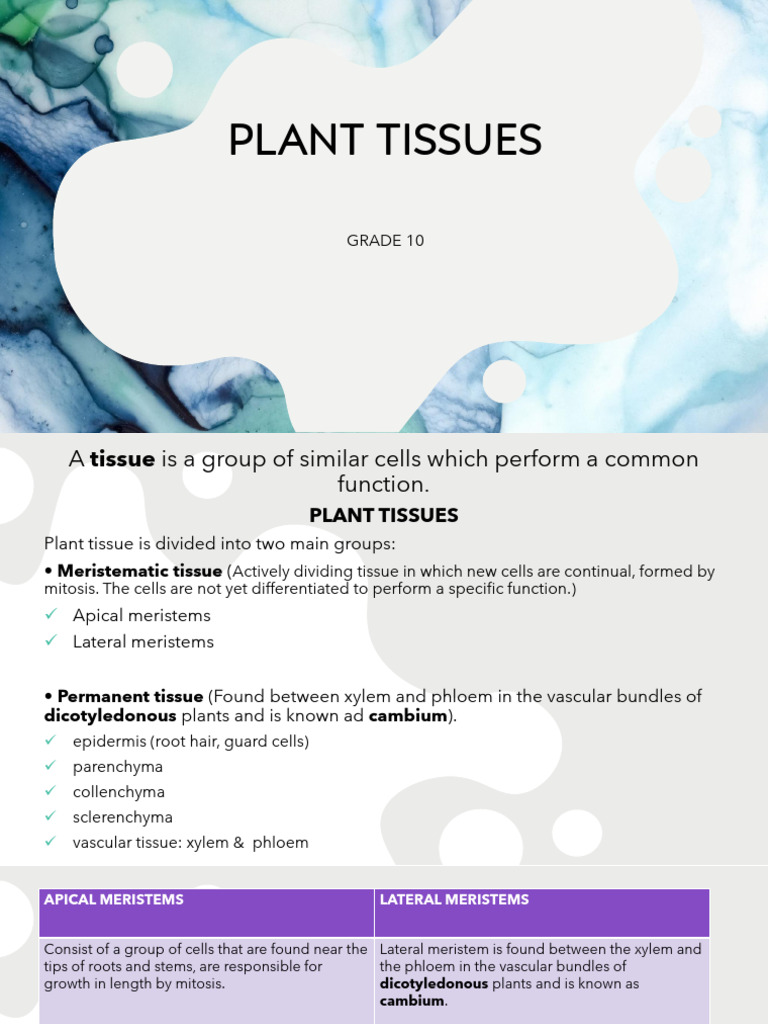 tissues-1 | PDF | Plant Stem | Tissue (Biology)