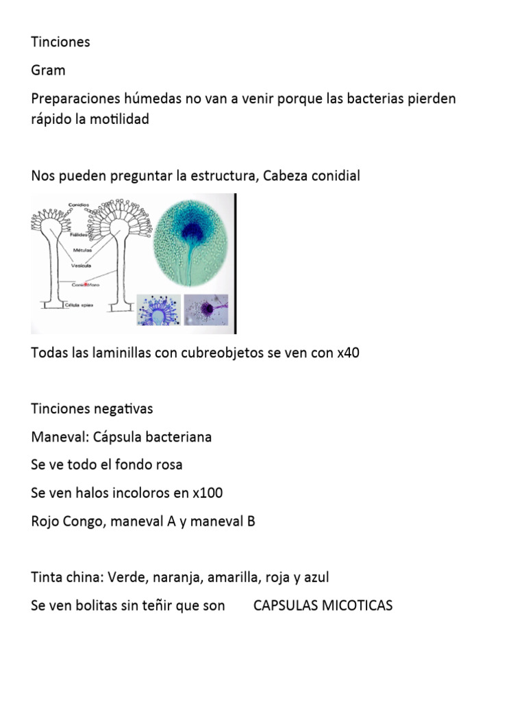Examen Final Lab Bacter | PDF | Las bacterias | Tinción