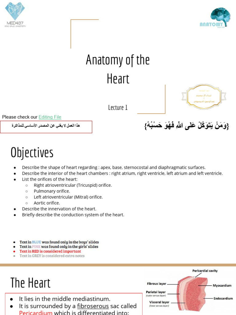 L1 - Anatomy of The Heart Yes | PDF | Heart Valve | Atrium (Heart)
