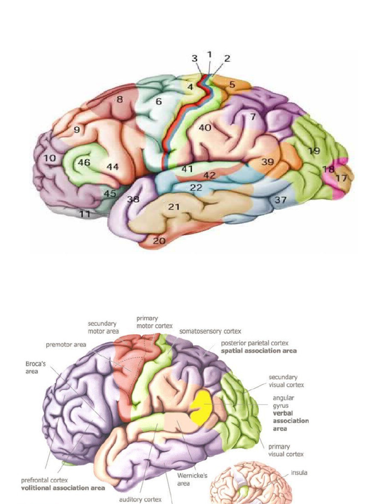 Areas de Broadman | PDF