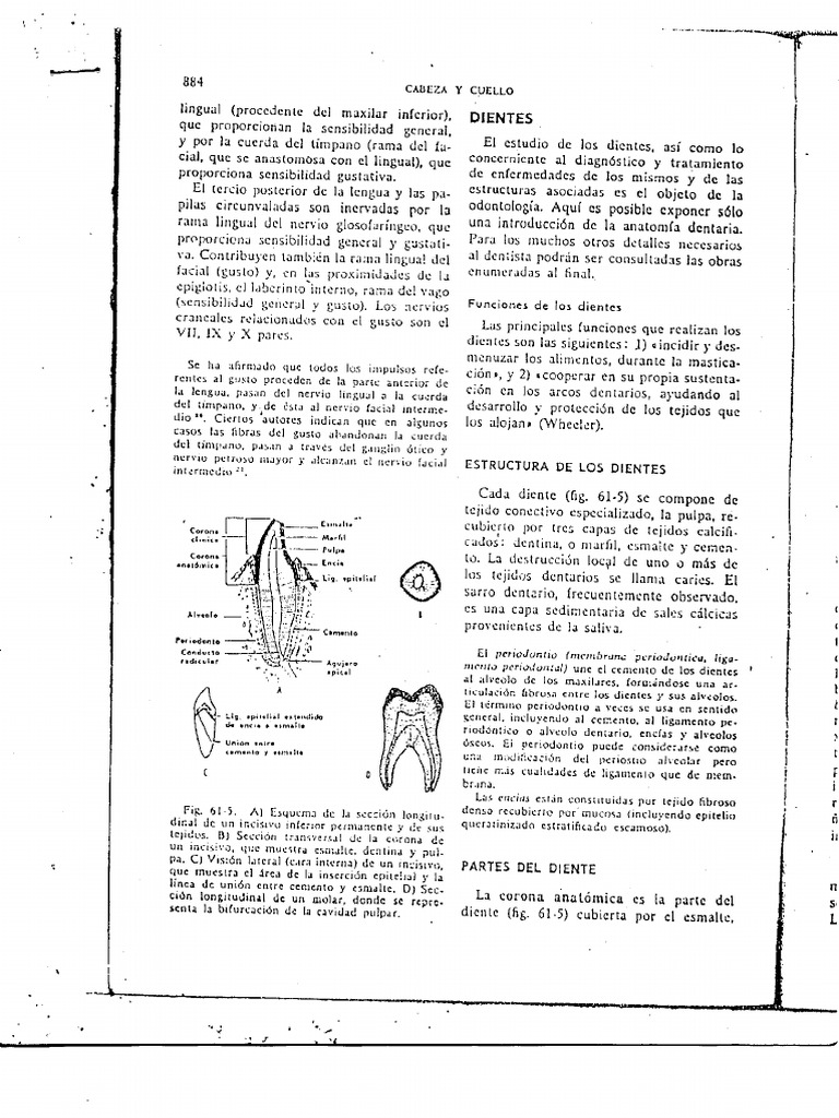 Estructuras de Los Dientes | PDF