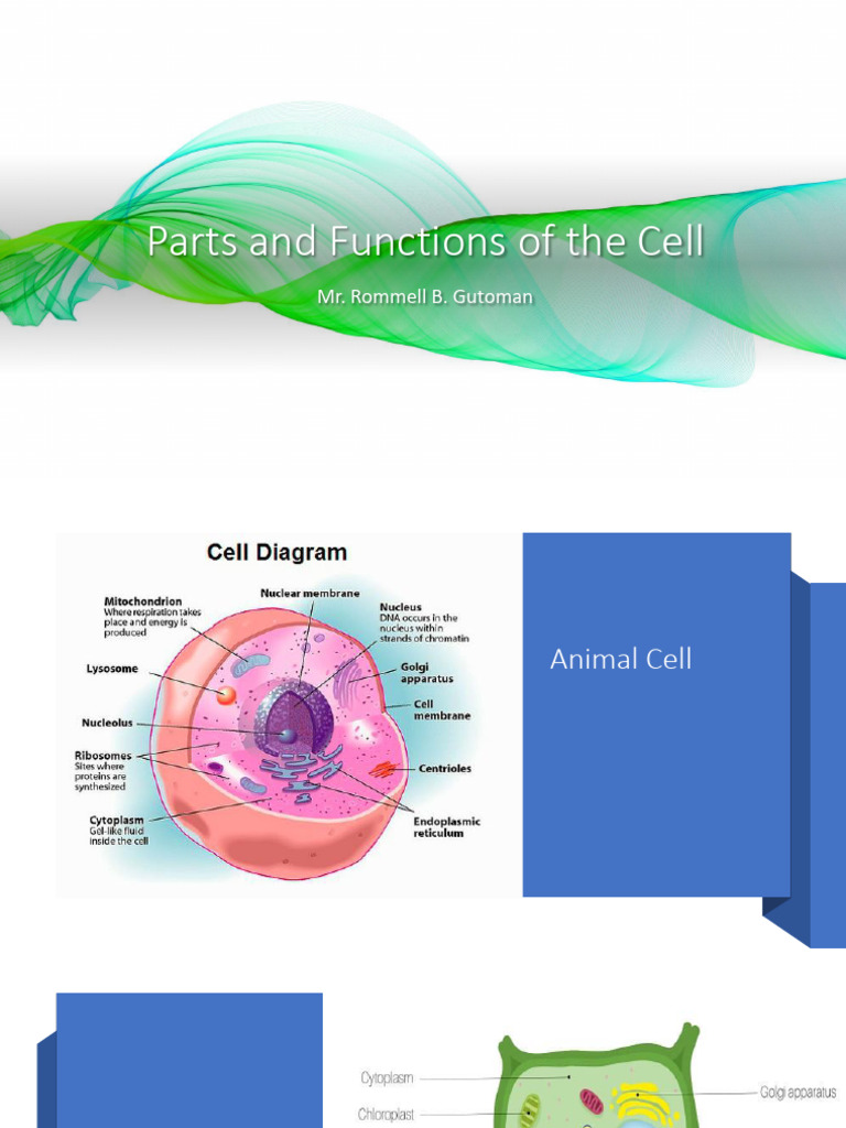 3parts and Functions of The Cell | PDF | Cell (Biology) | Ribosome