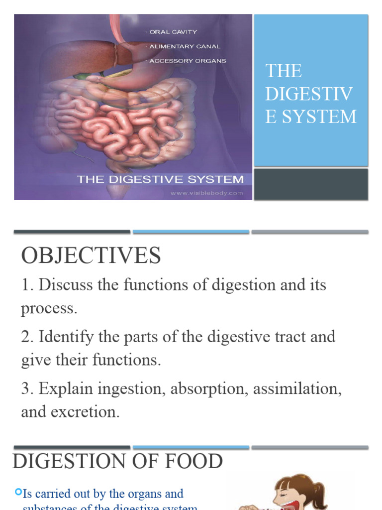 The Digestive System 4th Quarter Updated 2 | PDF | Human Digestive ...