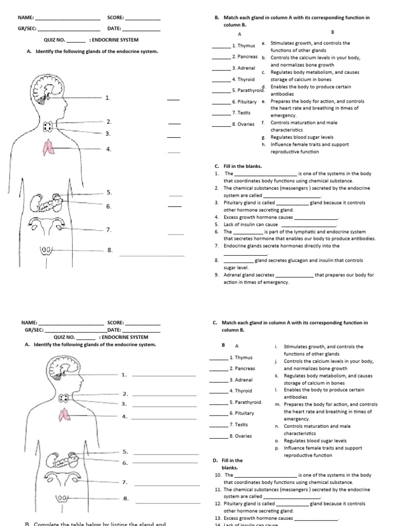 endo quiz | PDF | Endocrine System | Hormone