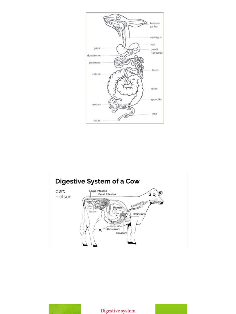 Animal Digestive System | PDF