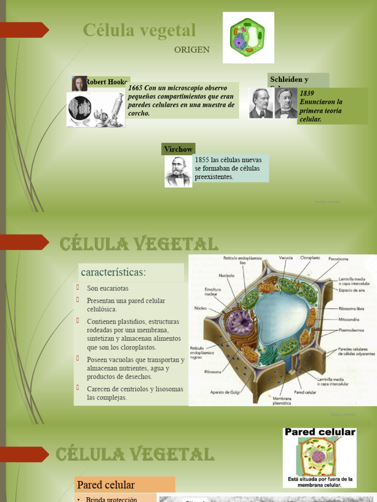 CELULA VEGETAL | PDF | Biología Celular) | Citoplasma