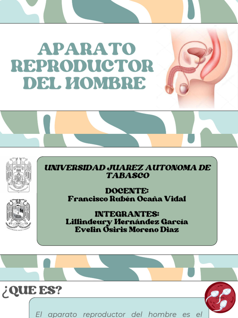 Aparato Reproductor del Hombre. | PDF | Sistema reproductivo | Semen