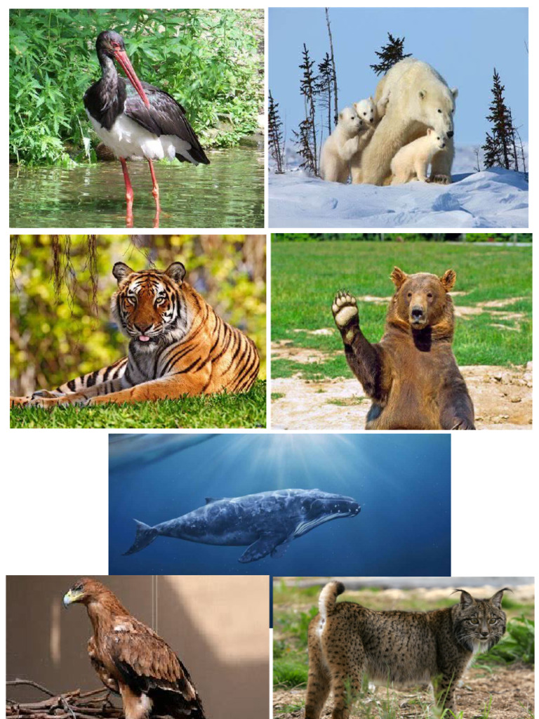 despiertate-amabar | PDF