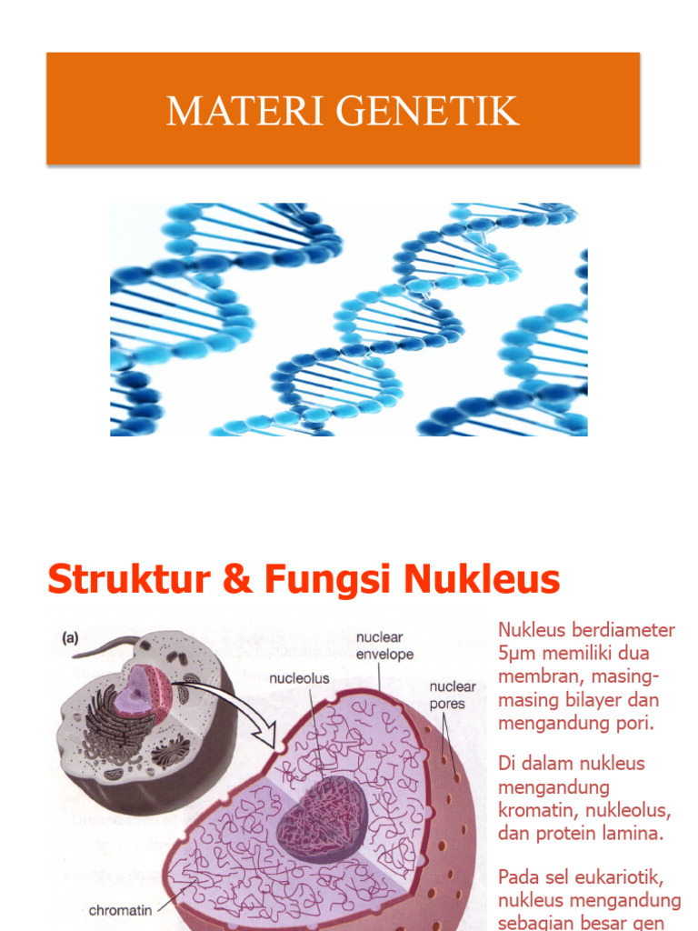 Materi Genetik Gen DNA Kromosom | PDF
