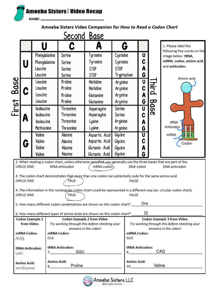 Codon Chart_Visual Task (1) | PDF | Genetic Code | Messenger Rna Codon Chart_Visual Task (1) | PDF | Genetic Code | Messenger Rna