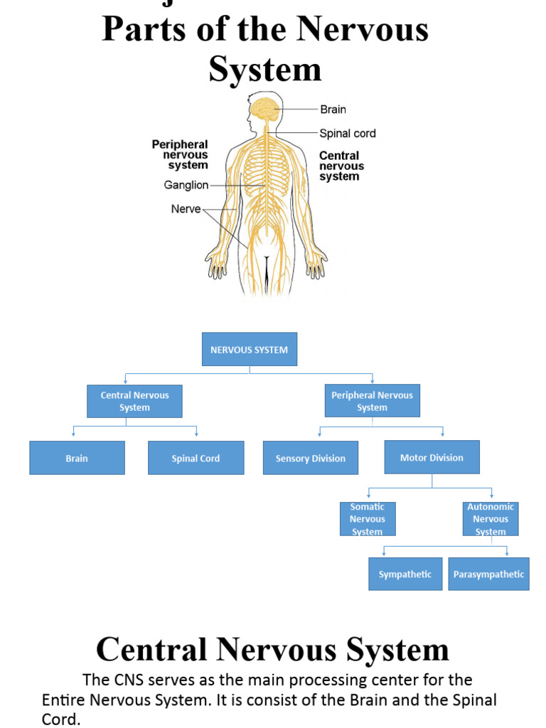 Overview of Nervous System Divisions | PDF | Nervous System | Central ...