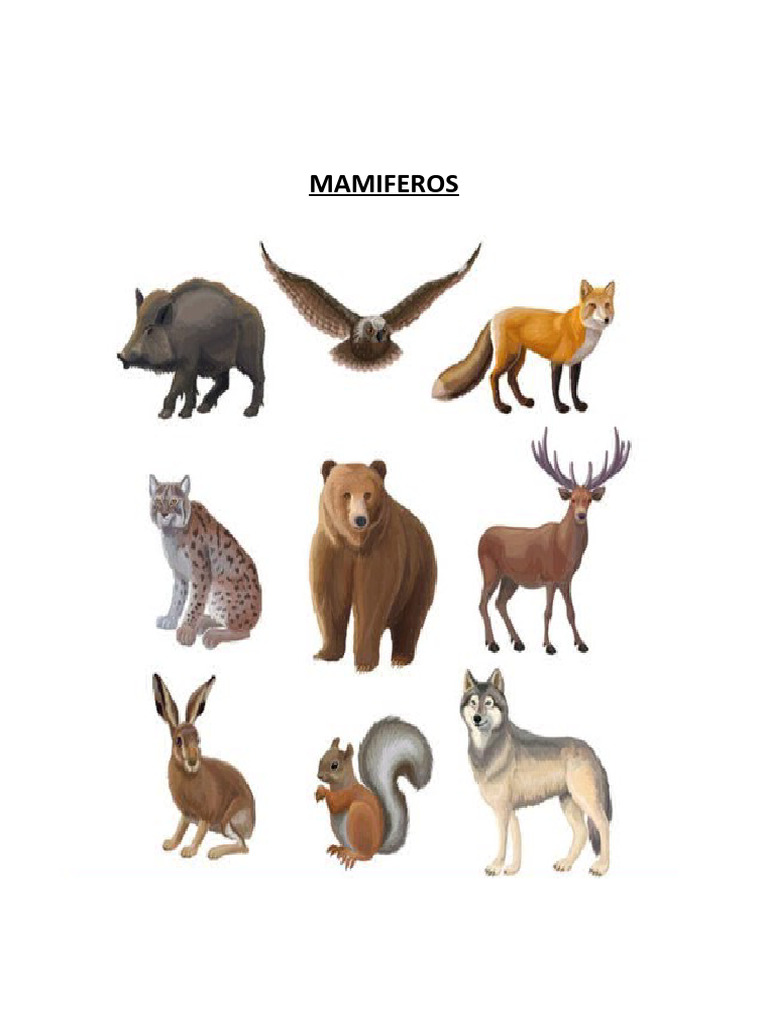 MAMIFEROS010203 | PDF