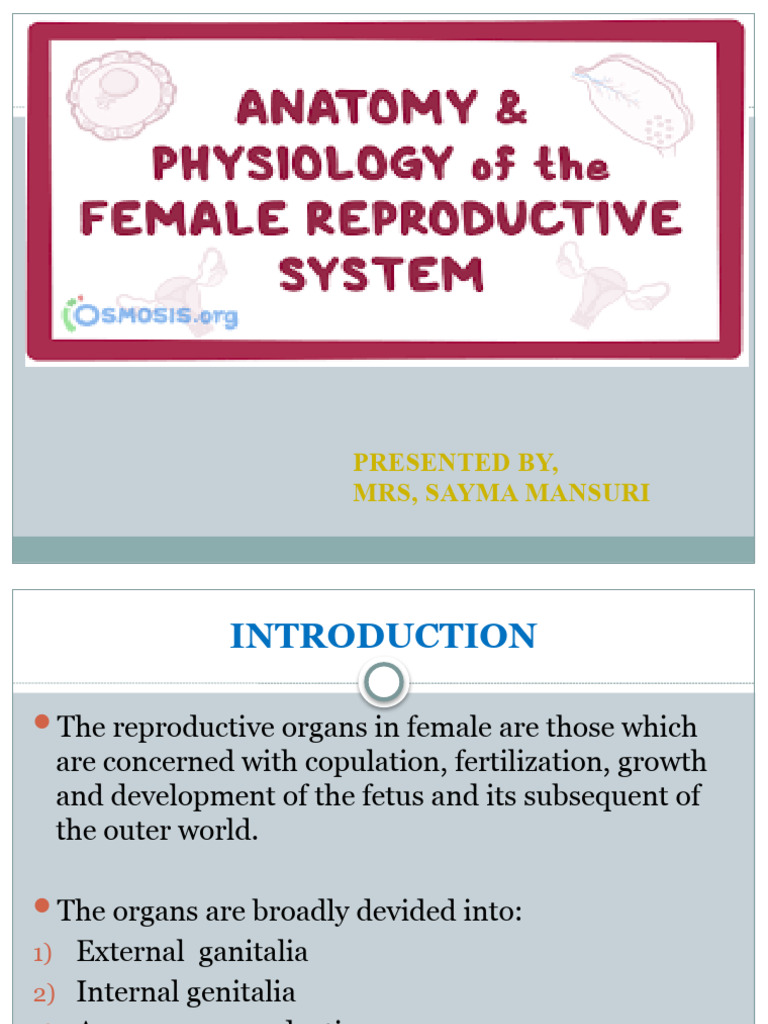 Female Reproductive System | PDF | Labia | Vagina