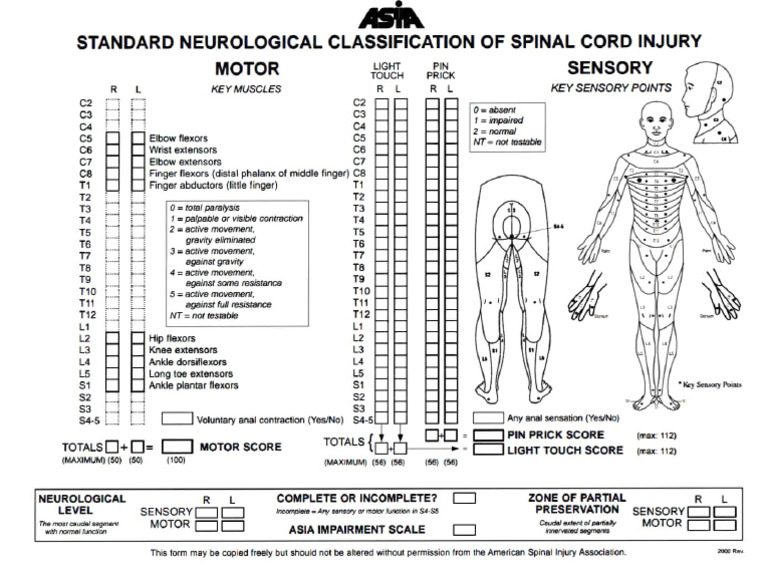 Asia scale | PDF | Anatomical Terms Of Motion | Spinal Cord Injury