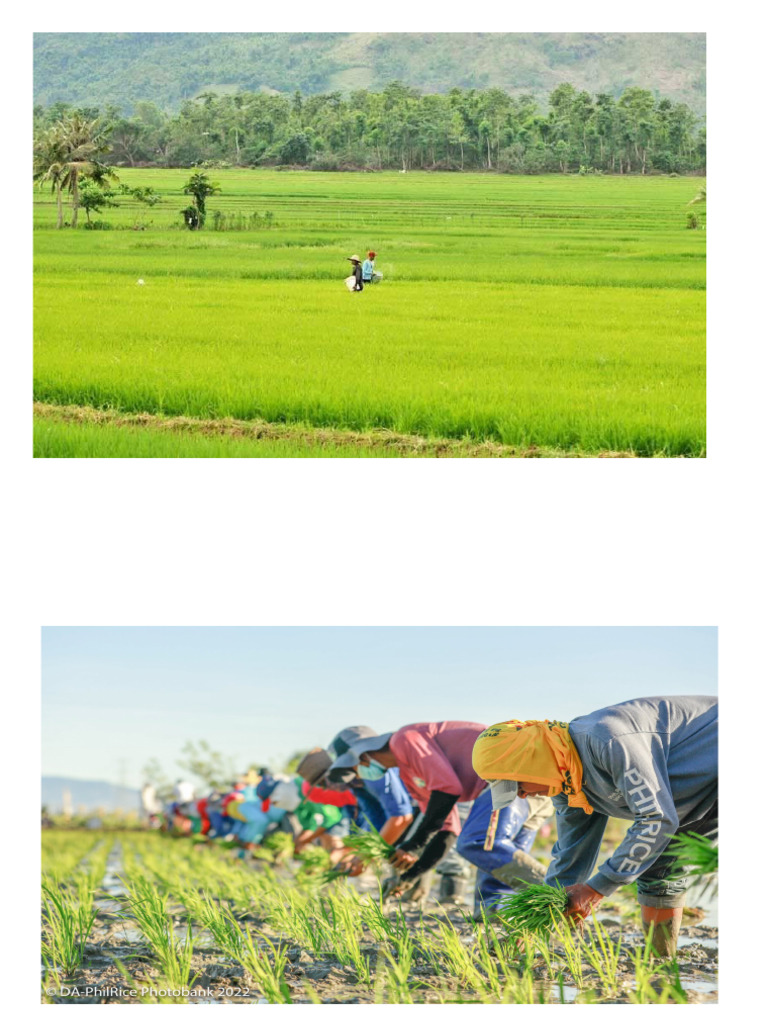 Alamat NG Palay Pic | PDF