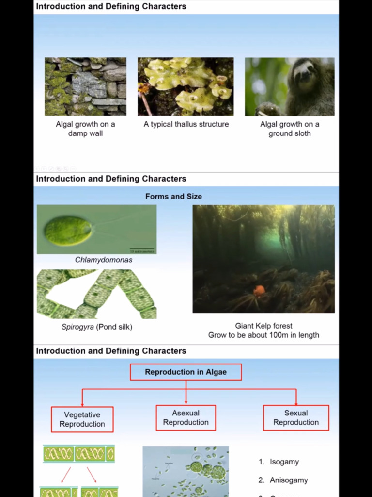 Algae (General Introduction) | PDF
