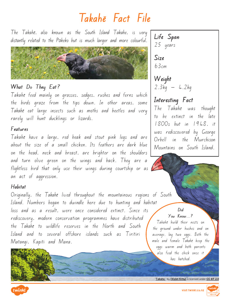 New Zealand Native Birds Takahe Fact Sheet | PDF | Birds | Ornithology