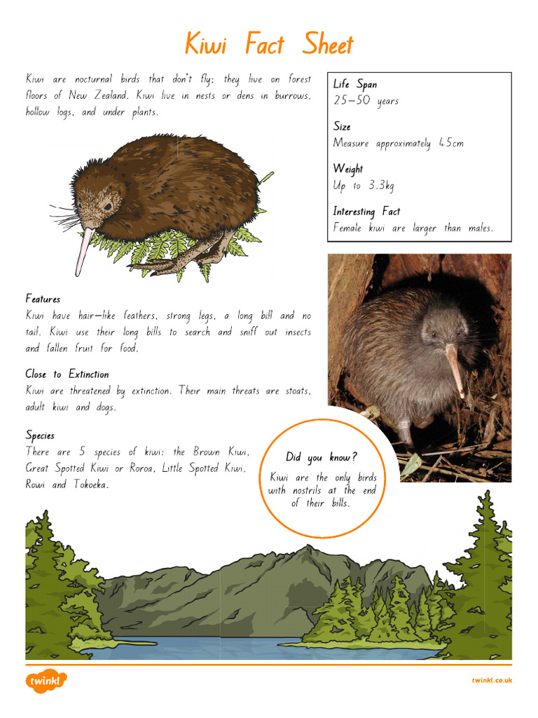 New Zealand Native Birds Kiwi Fact Sheet | PDF