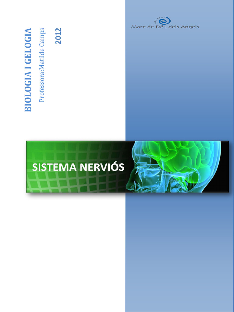 Apunts Sistema Nerviós | PDF
