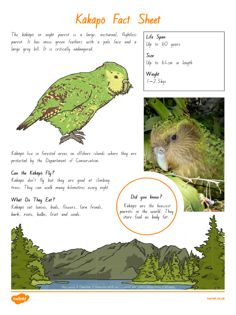 New Zealand Native Birds Kakapo Fact Sheet | PDF
