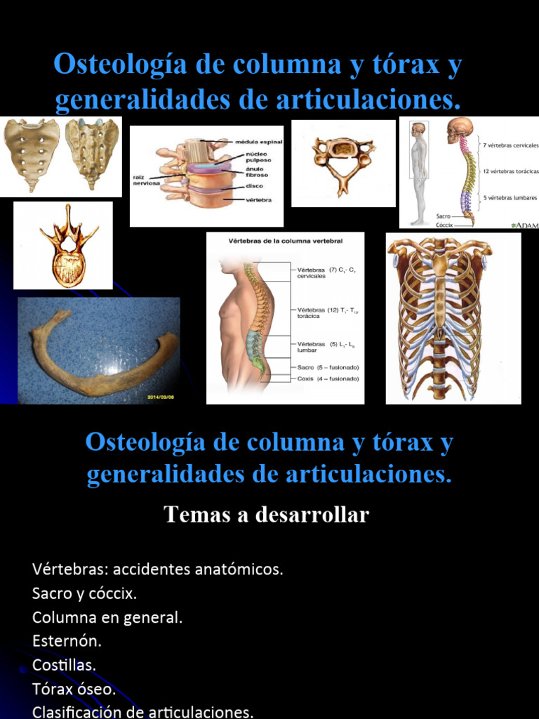Anatomía TP3 - Osteología de columna y tórax y clasificación de articulaciones. Anatomia UNLP ...