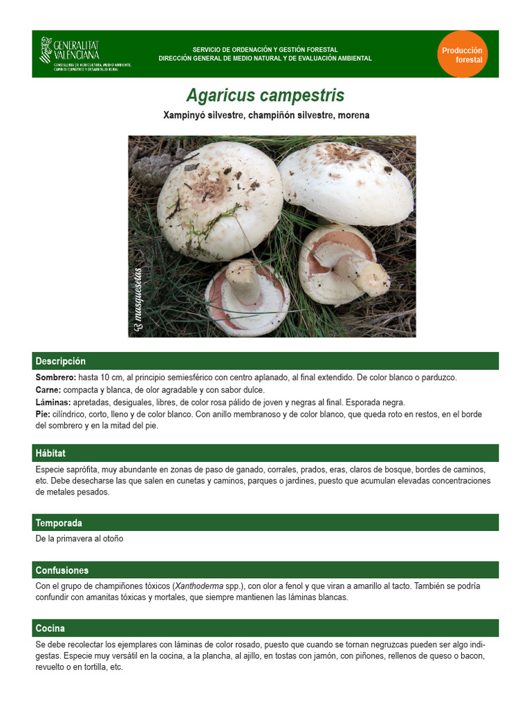 Fichas de setas | PDF | Micología | Hongo