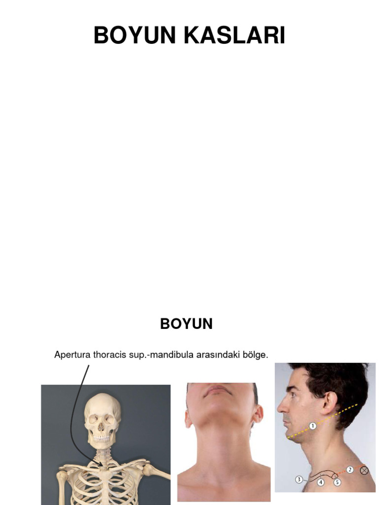 10 - Boyun Kaslarä | PDF
