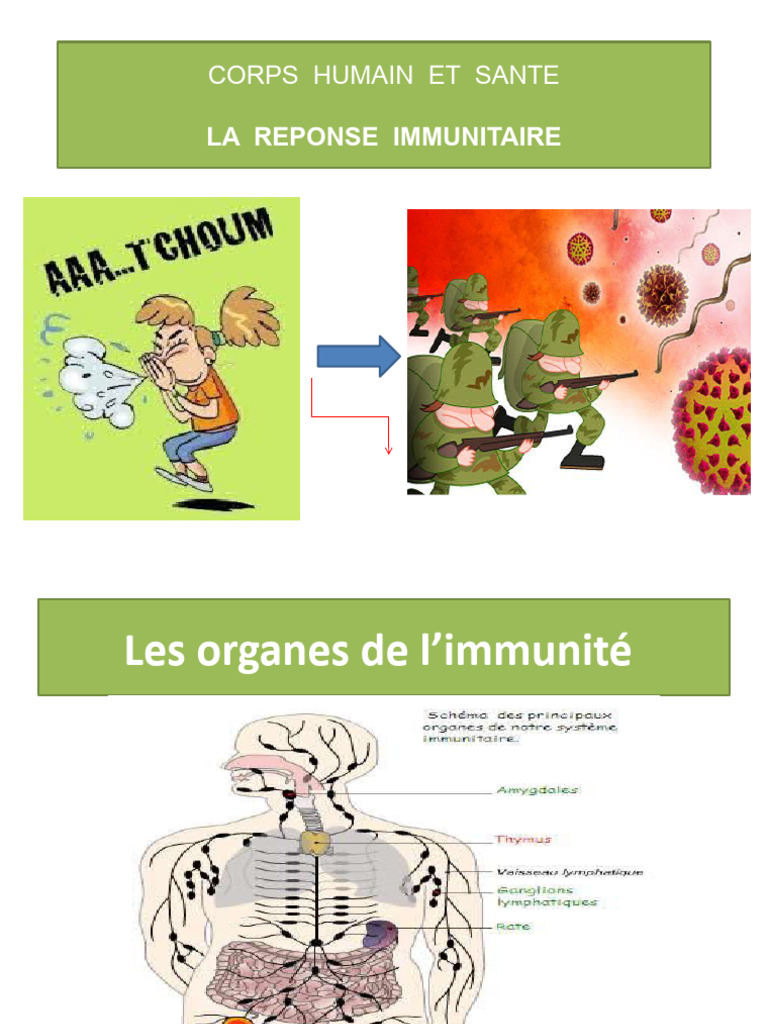 Corps Humain Et Sante | PDF | Système immunitaire | Inflammation