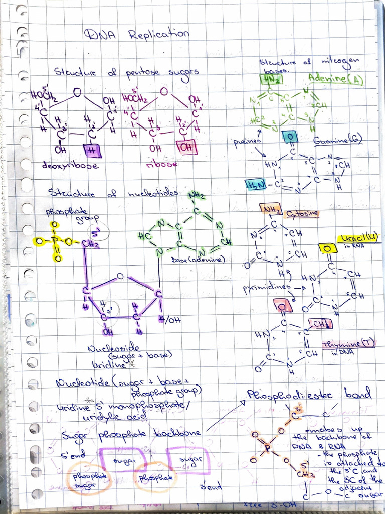 Mol Bio Maria Notes | PDF