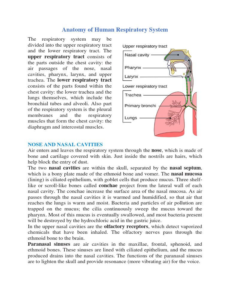 3-5-2023 Anatomy of Human Respiratory System | PDF | Lung | Respiratory ...