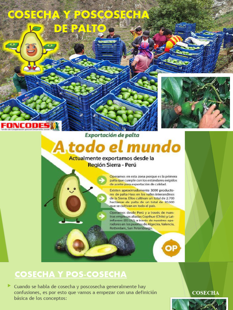 Cosecha y Poscosecha del Aguacate | PDF | Aguacate | Fruta