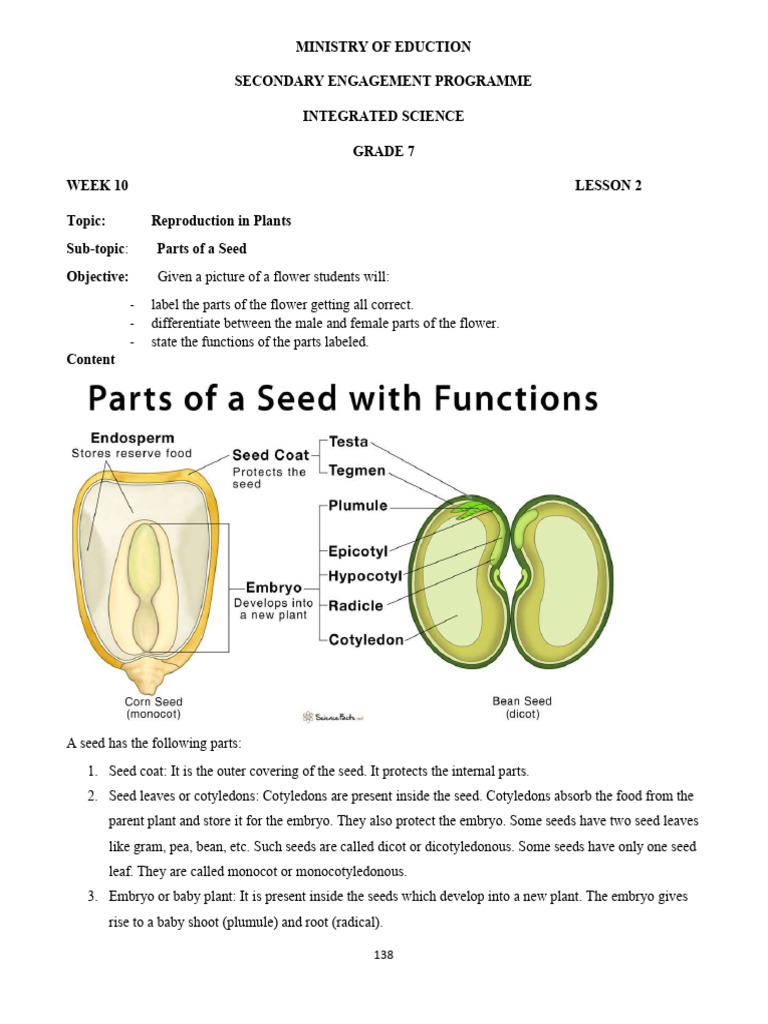 Parts of a Seed and Seed Dispersal | PDF | Wellness | Science & Mathematics