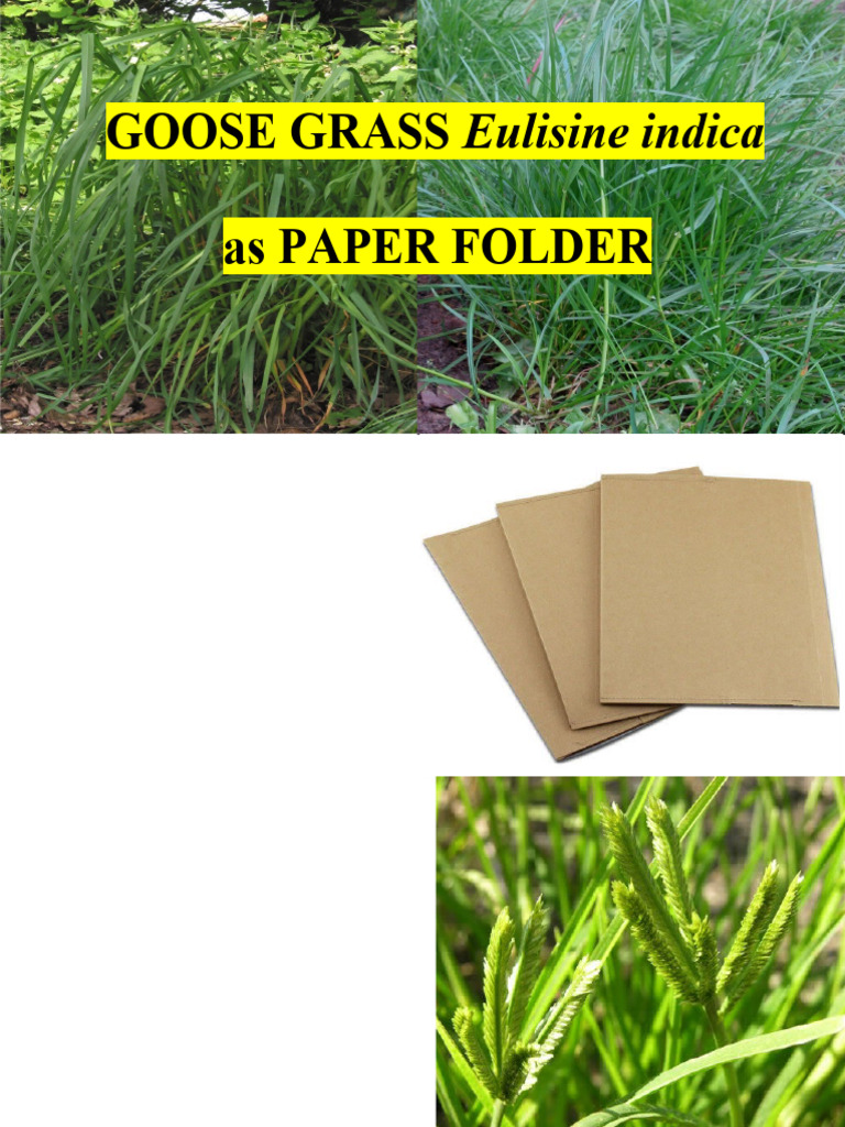 Eco-Friendly Paper from Goose Grass | PDF | Sodium Hydroxide | Materials