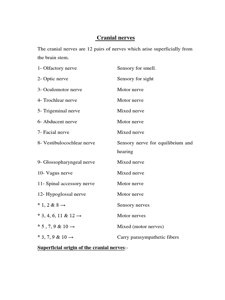 Cranial Nerves Word | PDF | Esophagus | Vagus Nerve