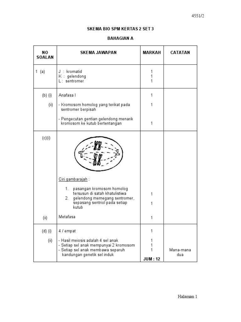 Biologi Skema SPM Bio Kertas2 Set 3 | PDF
