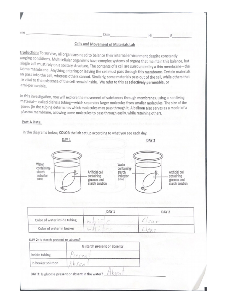 Cells and Movement of Materials Lab | PDF