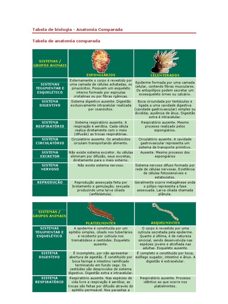 Tabela de Biologia - Anatomia Comparada | PDF | Esponja | Respiração
