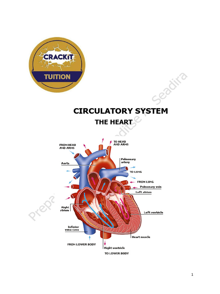 Circulatory System | PDF | Heart | Atrium (Heart)