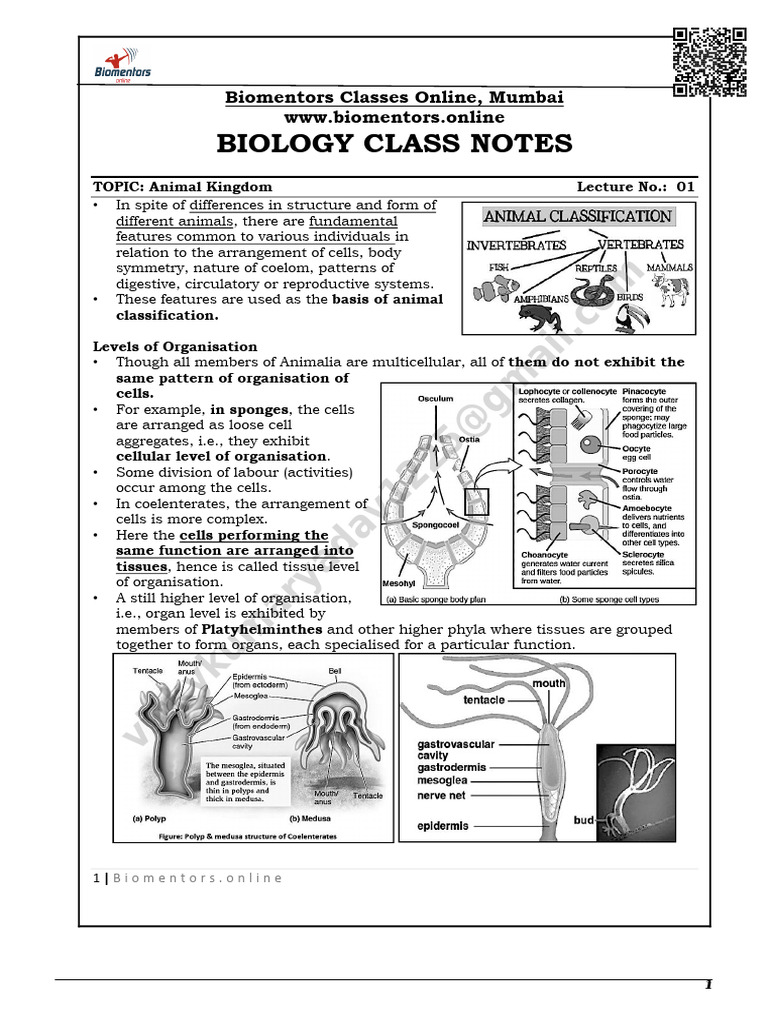 Animal Kingdom Classification Overview | PDF | Zoology | Biology