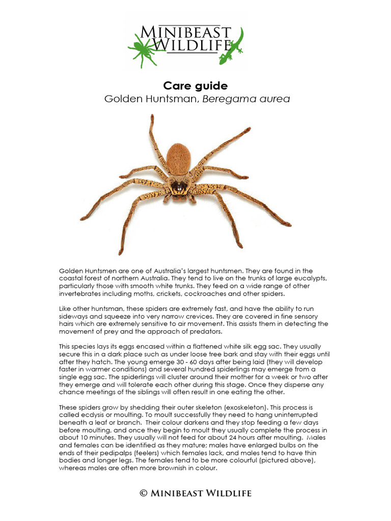 Minibeast Wildlife Care Guide - Beregama Aurea | PDF | Spider | Zoology