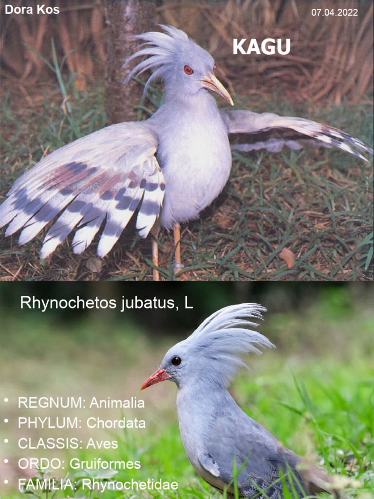 KAGU | PDF